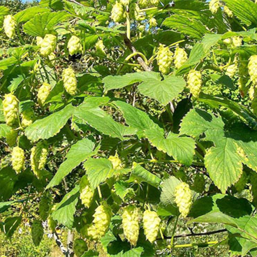 Natural Humulus Lupulus in Hop Extract Hops Essential Oil