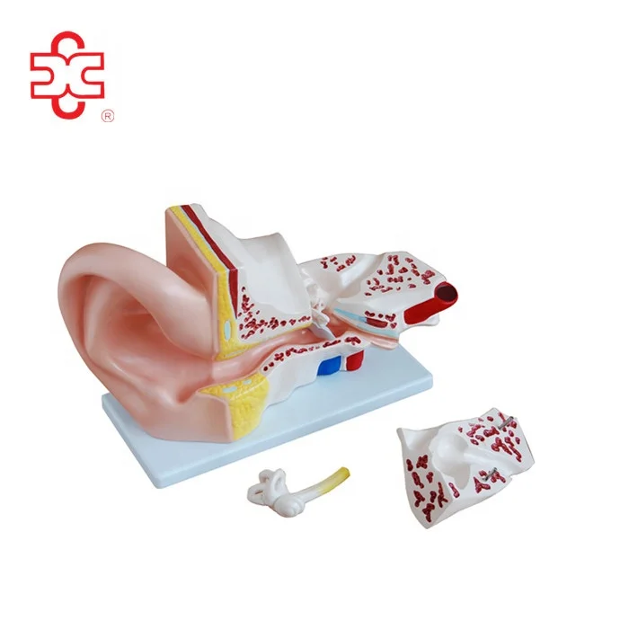 Plastic Model of Inner Ear Labyrinth| Alibaba.com