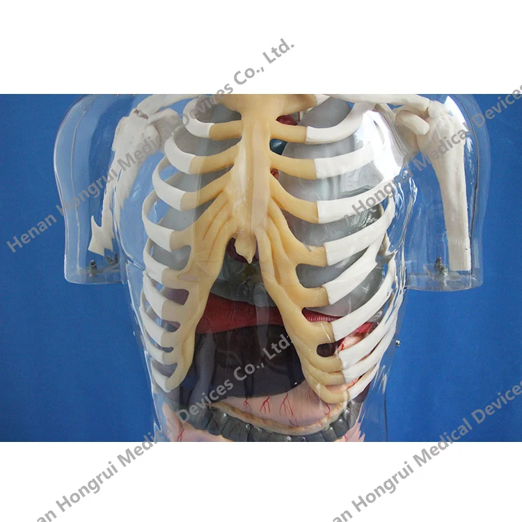 Human Transparent Anatomy Torso Model,Advanced Medical Anatomical Model ...