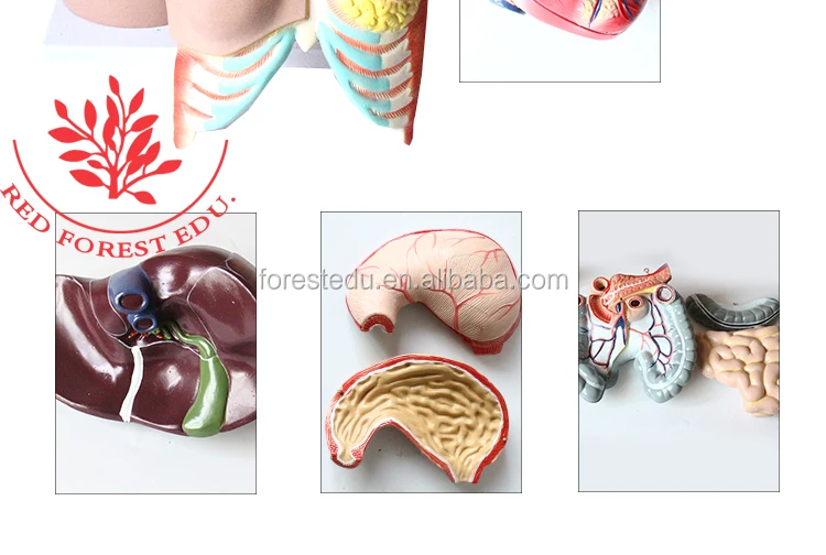 Human Torso Model 24 Parts 33" Life Size Anatomical Model Include ...