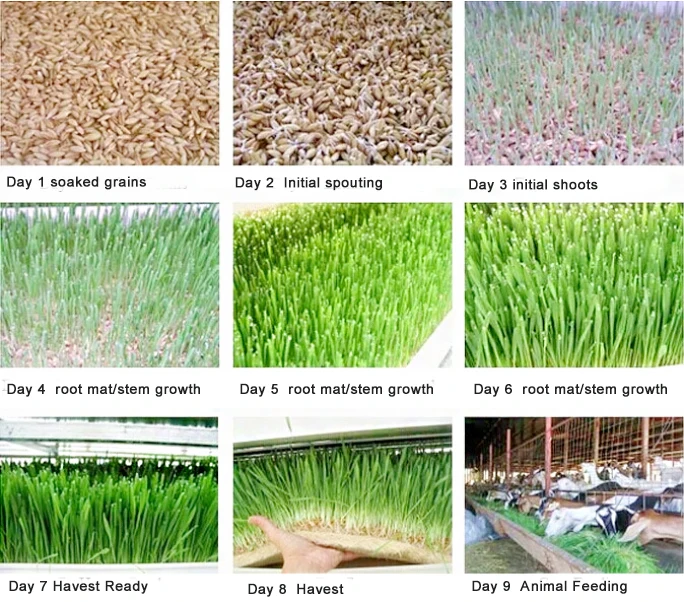 Container Automatic Hydroponic Fodder System for Barley Seeds