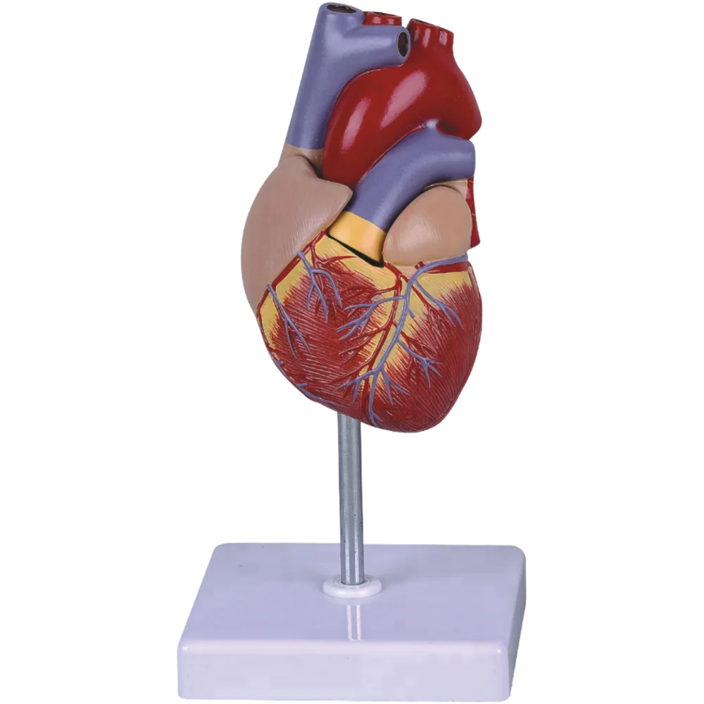 Life Size Human Heart Model for Education| Alibaba.com