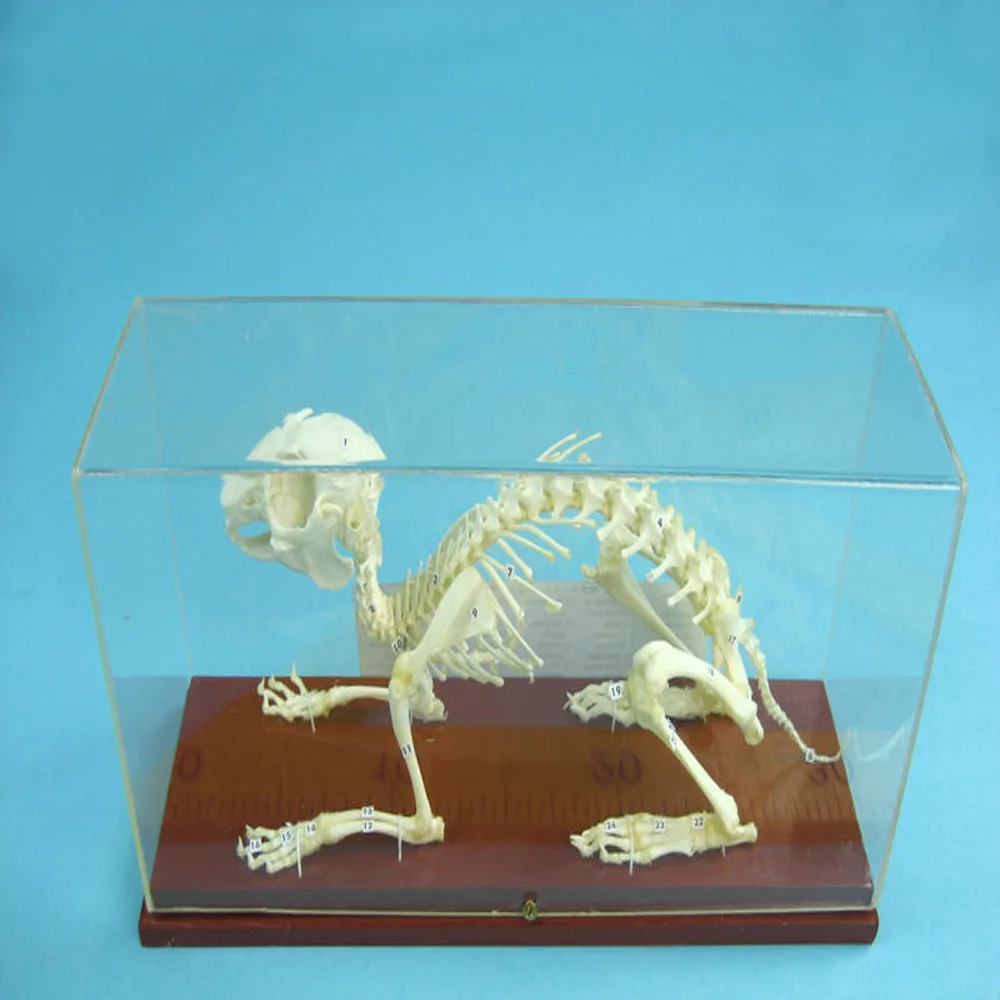 Rabbit Skeleton Specimen - High Quality Biology Teaching Model