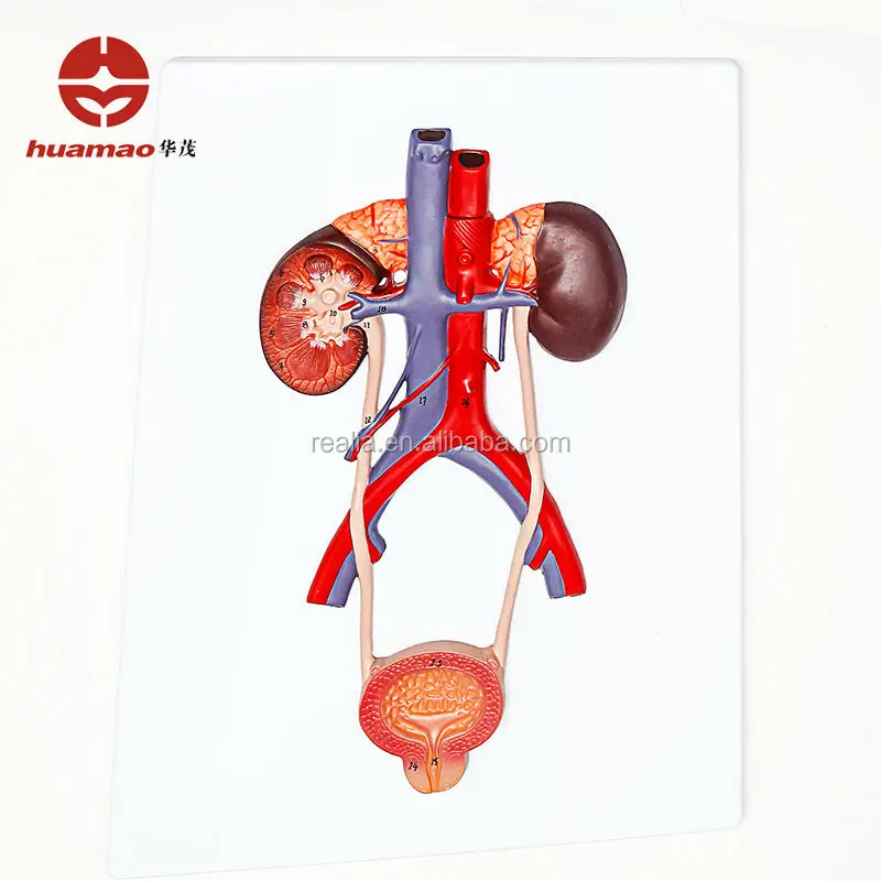Hm-bd-068 Ningbo Huamao Plastic Urinary System Model Urinary System ...