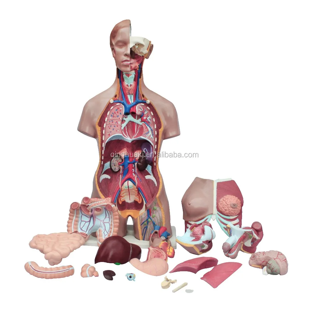 High Quality 85cm Torso Model - Detailed Anatomical Structure