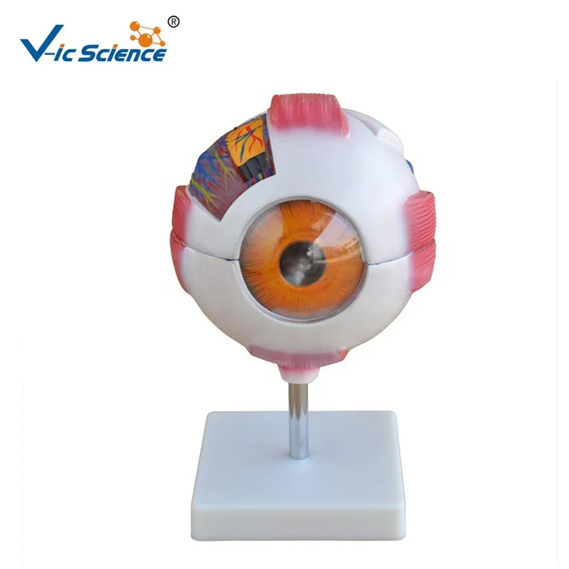 Giant Eye Model Eye Anatomical Model Eye Anatomical Model Labeled ...