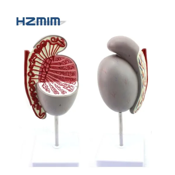 Testicle Anatomy Model,Human Testis Model - Buy Testicle Anatomy Model ...
