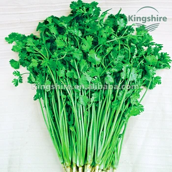High Germination Chinese Xiang Cai Seed For Sowing - Buy Chinese Vegetable Seeds,Asian Vegetable ...