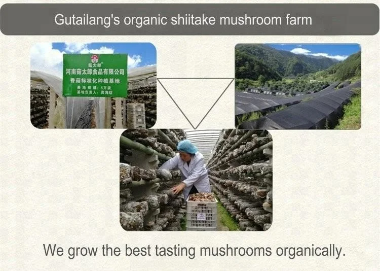 Shiitake Foot Shiitake Mushroom Stem Root Stalk Dried Shiitake Mushroom ...