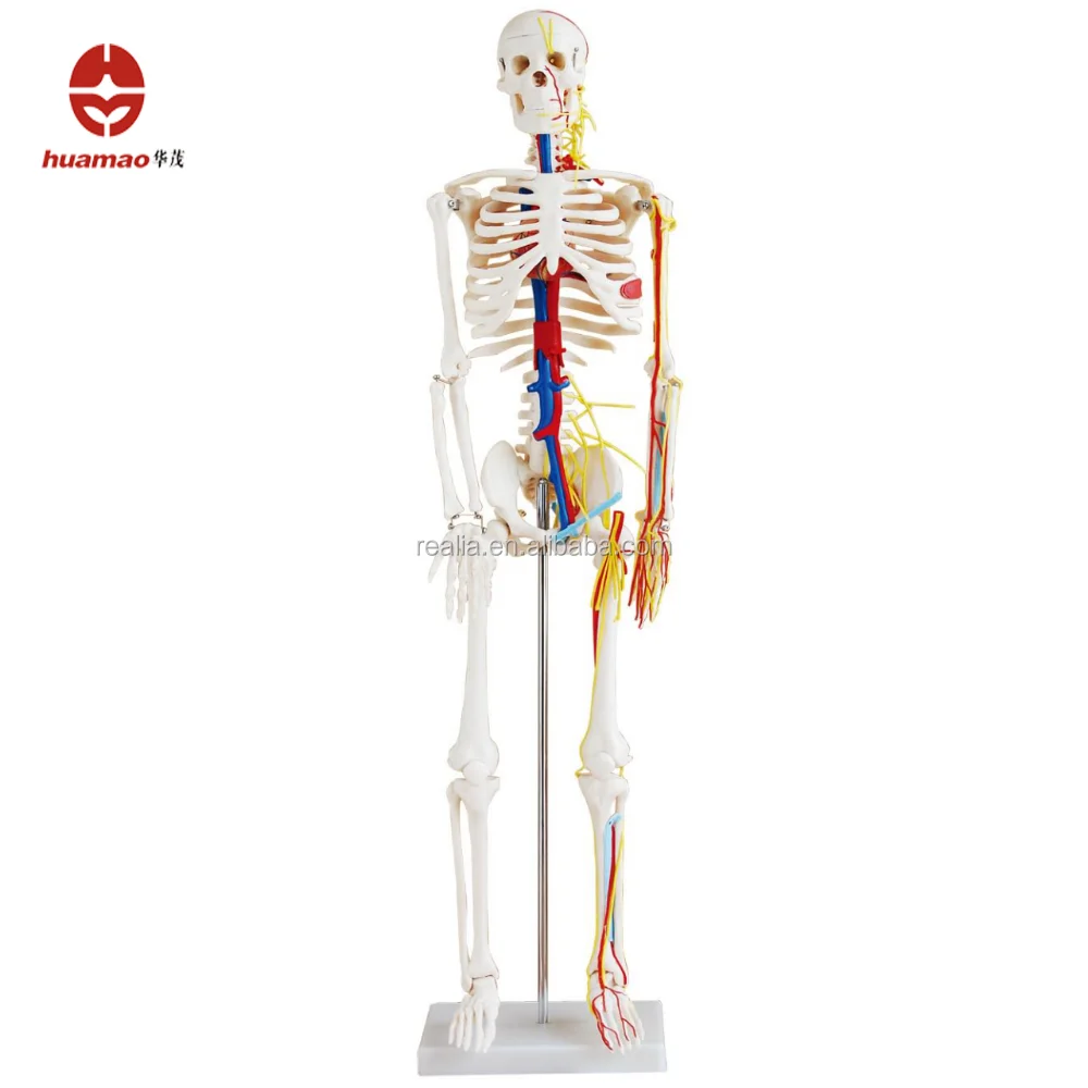 85厘米人体骨骼模型与神经和血管 - Buy 人类骨架模型，迷你骨架模型，骨架模型 Product on Alibaba.com