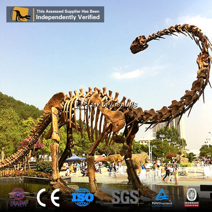 Apatosaurus Skeleton Model