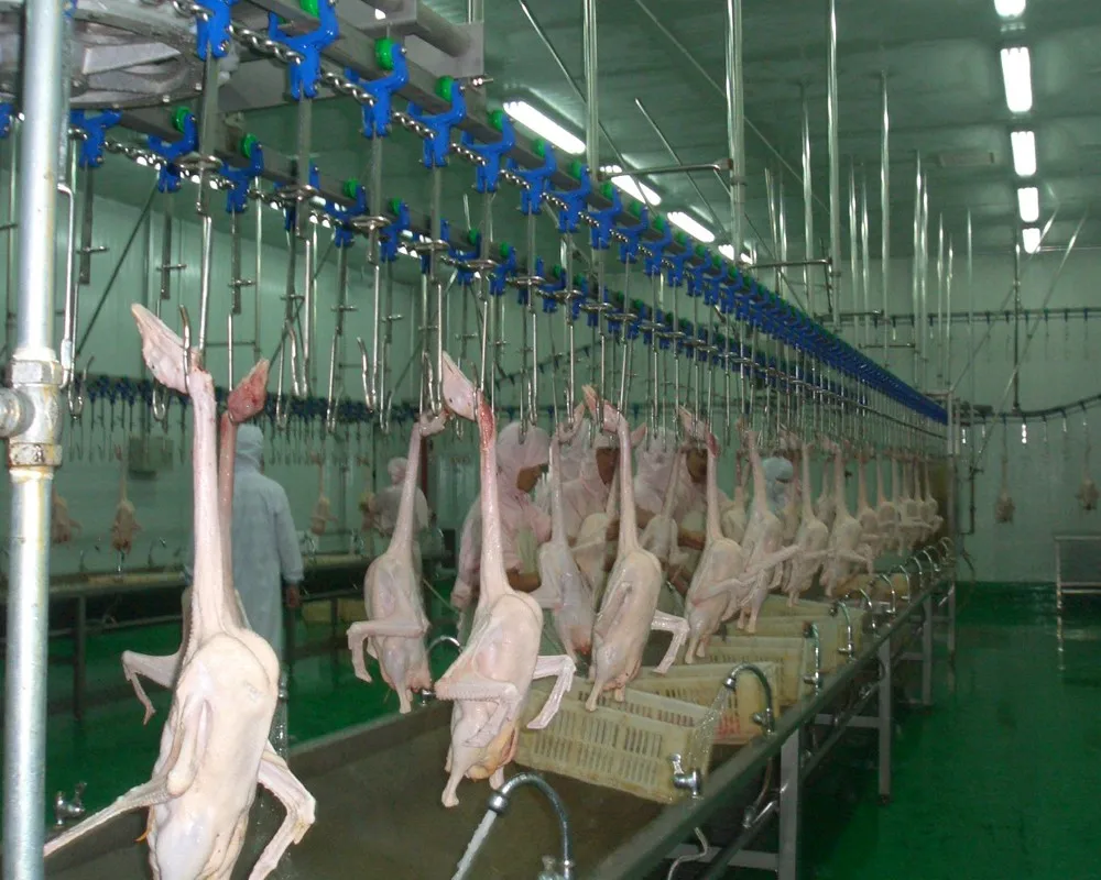 Fully Automatic Head Cutter for Poultry Slaughterhouses