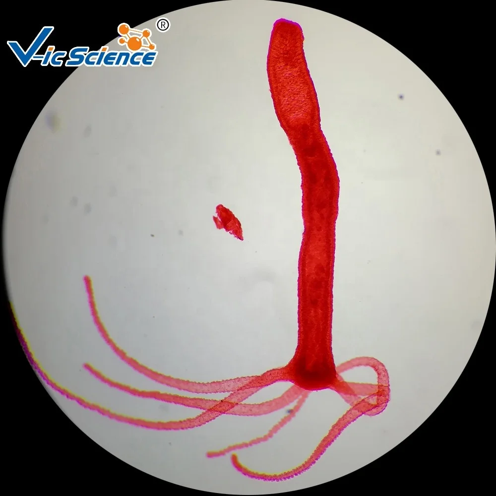 Chicken Embryo Slides (24 Hour) Serial Transverse Section, 46% OFF