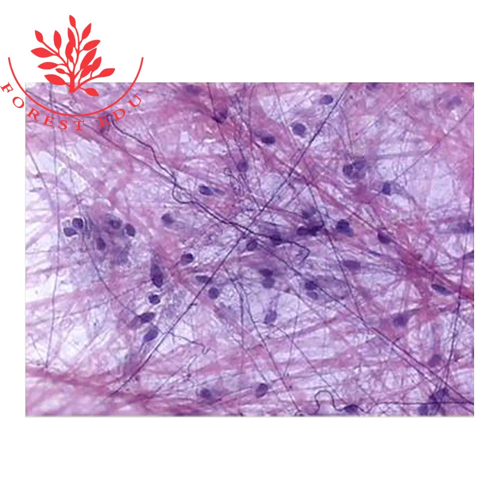 Human Histological Slides for University Connective Tissue Teaching