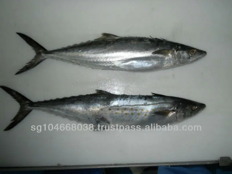 Frozen Spanish Mackerel Whole Round - Buy Frozen Spanish Mackerel Whole ...
