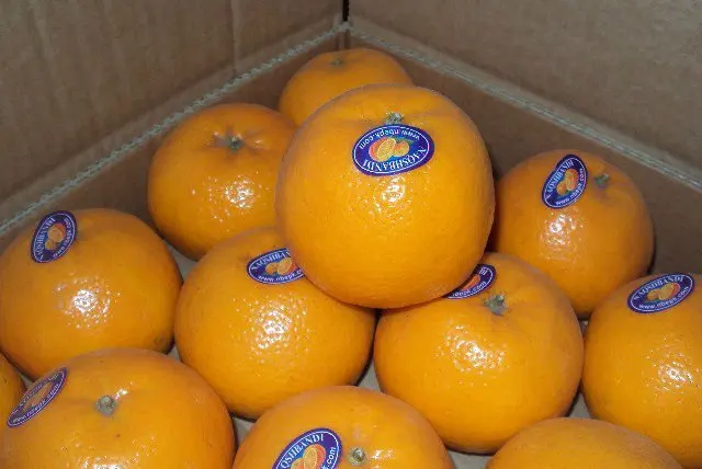 Pakistani Kinnow High Quality Orange 2021 From Pakistan - Buy Kino ...