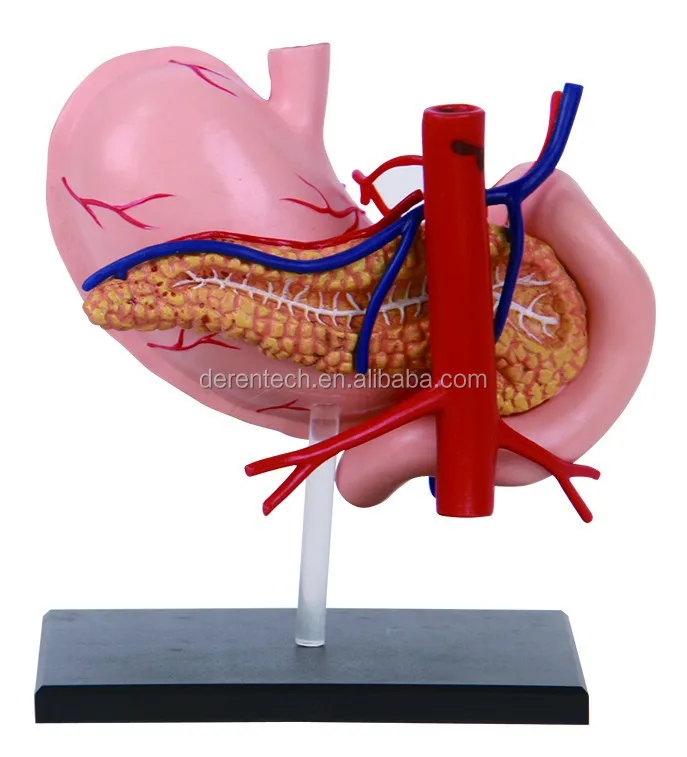 4D Human stomach model| Alibaba.com