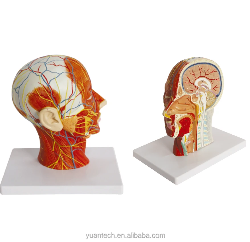 Plastic Human Life Half Head Anatomic Model| Alibaba.com