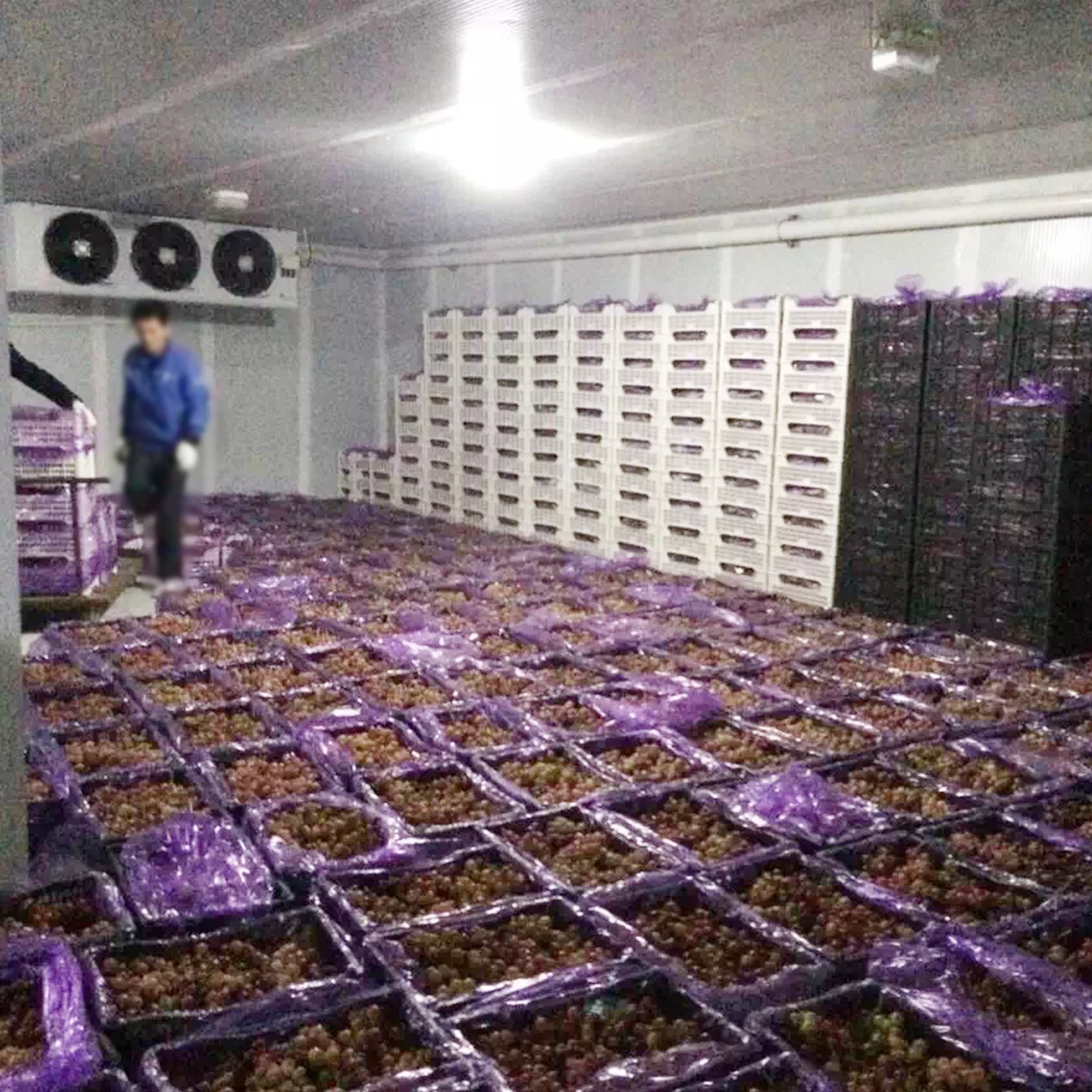 Grape Apple Banana Cold Storage Room - Buy Grape Cold Storage Room ...