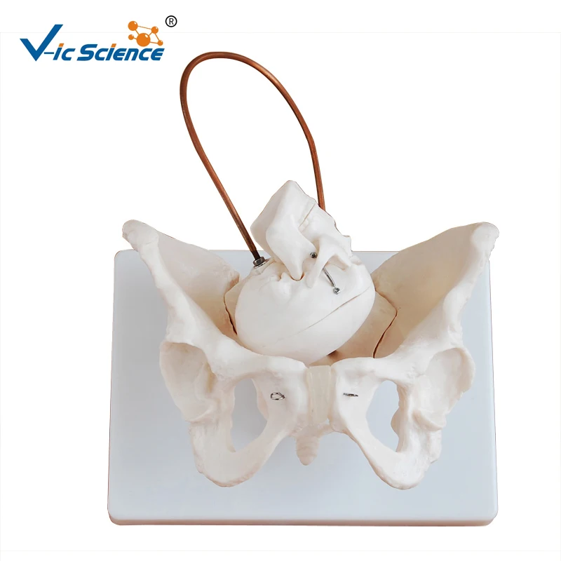 Birth Demonstration Model Pelvis Skeleton Model Pelvis with Uterus ...
