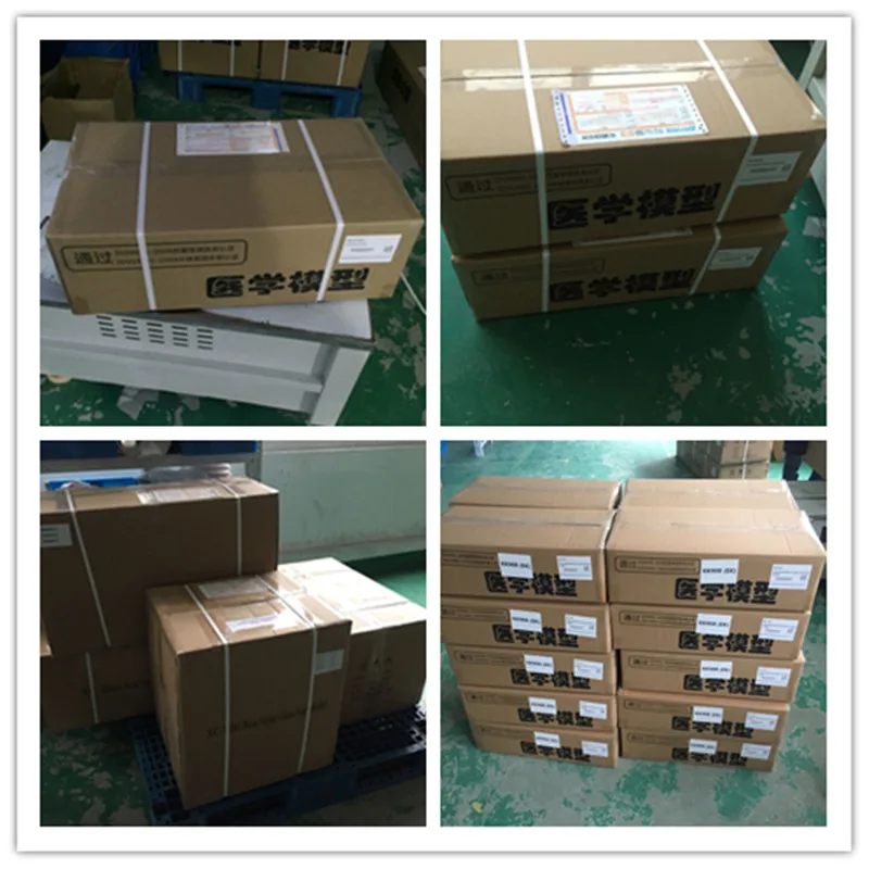 Bix-a1043 Male And Female Upper Body Anatomical Model Of Both Sexes ...