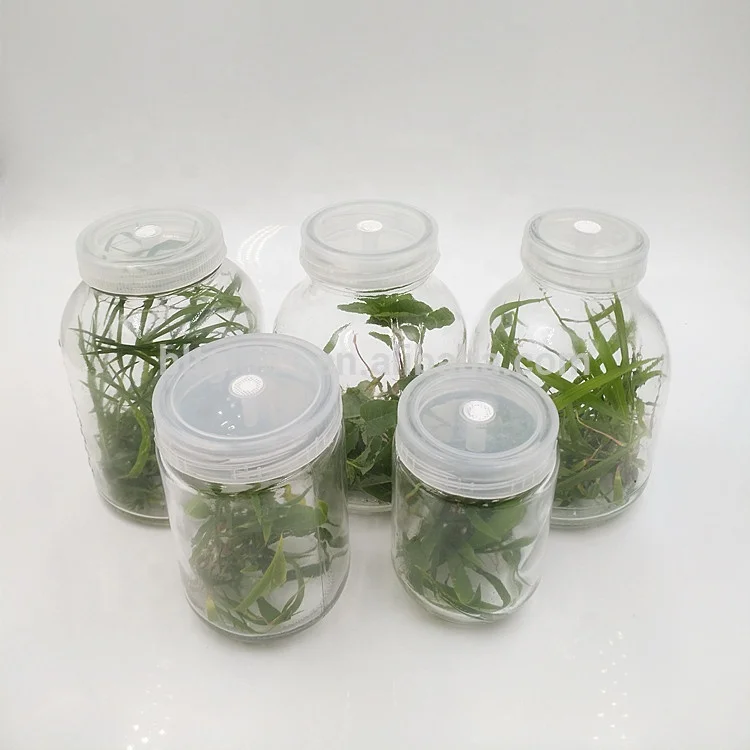 330ml Glass Plant Tissue Culture Vessel with Vented Lid & Customizable ...