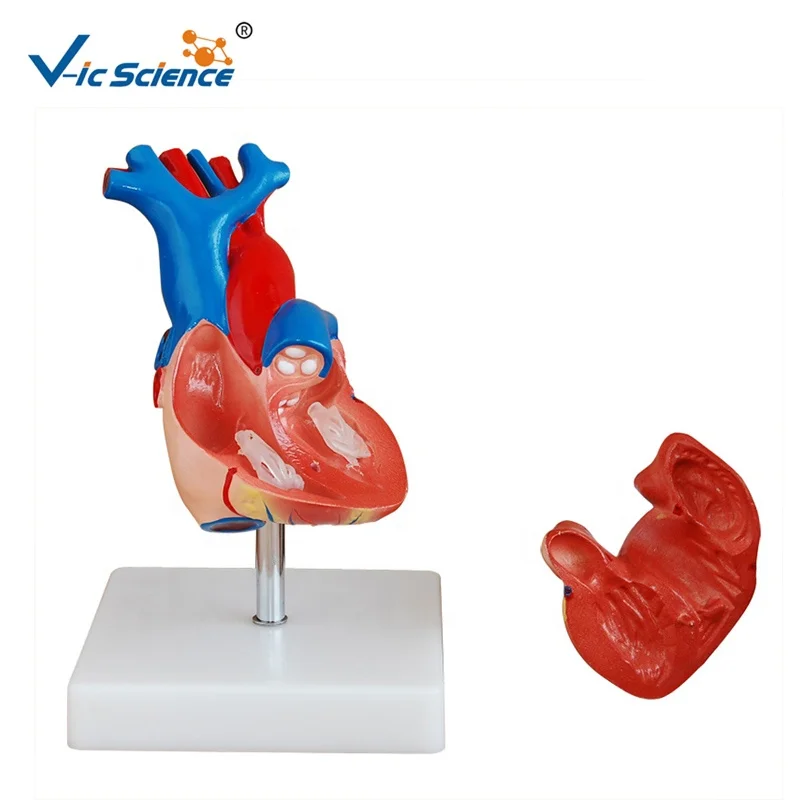 Jumbo Heart Model Anatomical Model of Myocardial Anatomical Human Heart ...