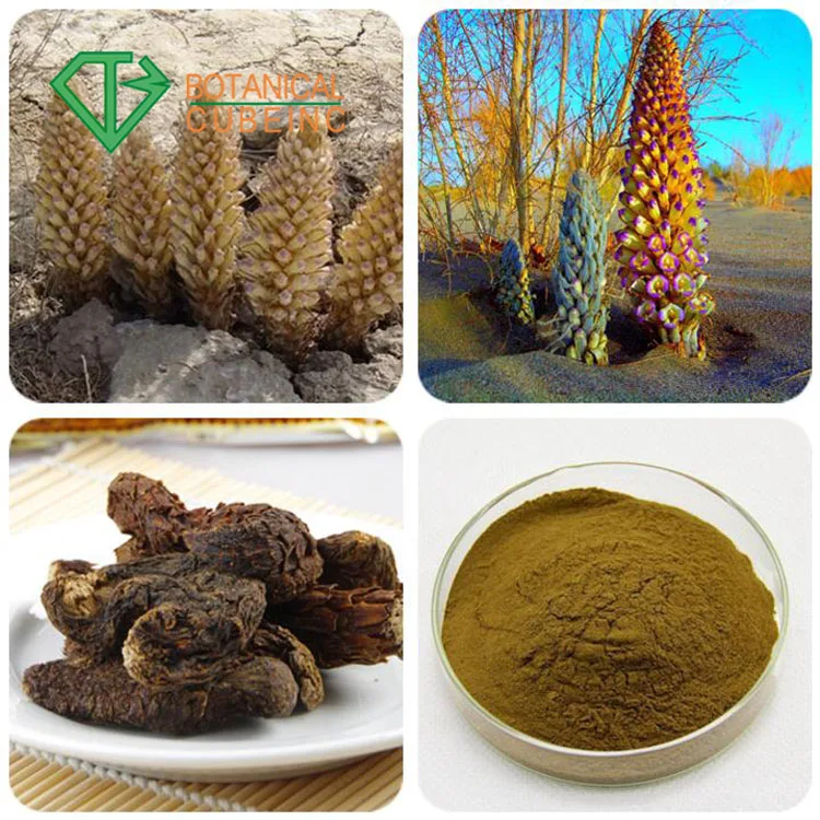 B.C.I SUPPLY High Quality Desertliving Cistanche Extract