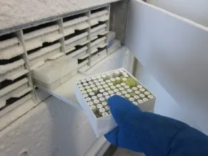 Stainless Steel Liquid Nitrogen Gas Tank with Intelligent Monitoring - OEM