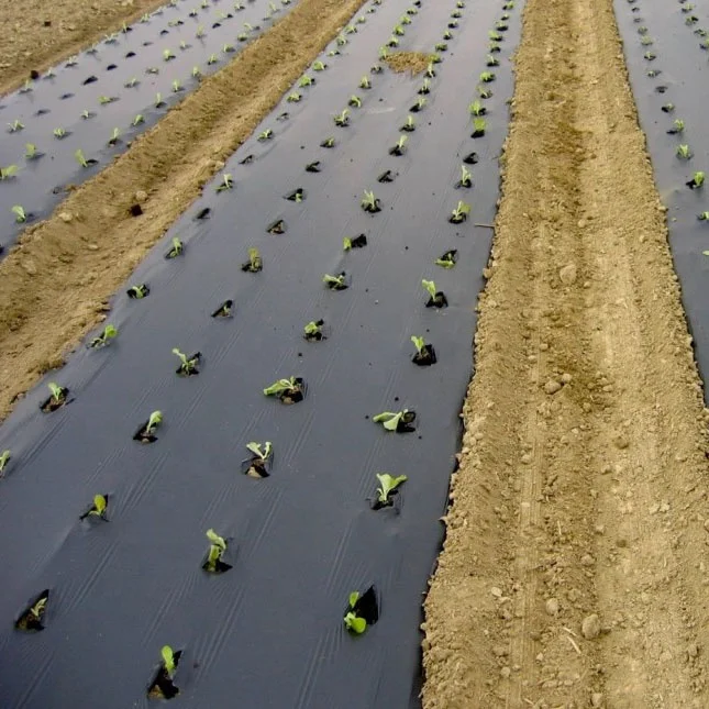 Superior Quality Uv protection Agricultural Mulch Film Roll, Ground ...