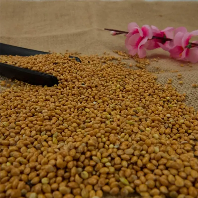Wholesale New Crop Yellow Millet In Husk Millet Seed Unhulled Yellow ...