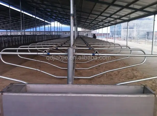Cow Free Loops Dairy Cattle Stalls Cow Cubicles Dairy Cattle Housing ...