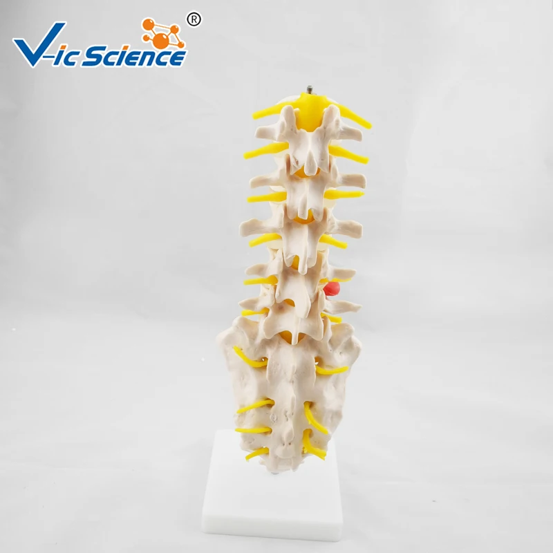Medical Science Life Size Lumbar Vertebrae Model With Sacrum Skeleton ...