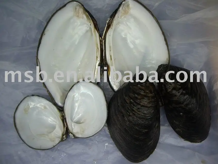 raw chinese freshwater mussel shell| Alibaba.com