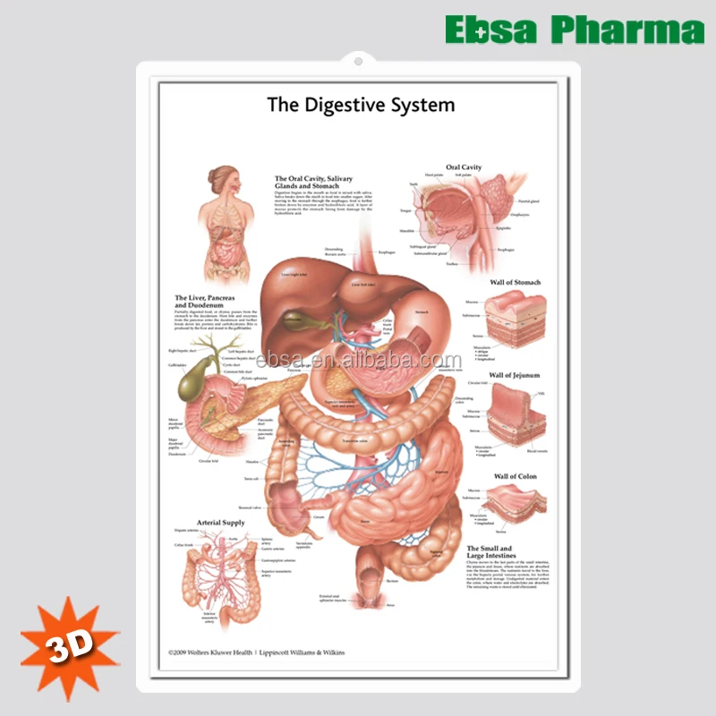 Education 3D Medical Anatomy Poster the Digestive System Anatomical ...