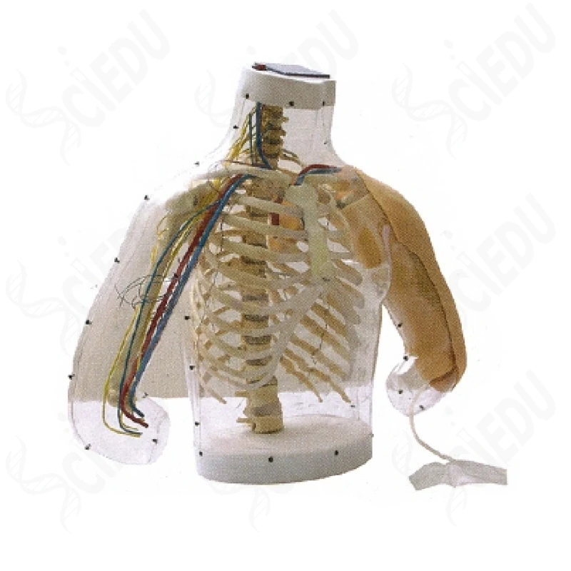 Medical Training Manikin - Upper Arm Intramuscular Injection