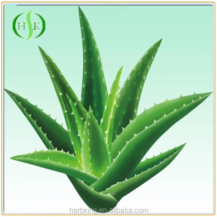 Aloe Barbadensis Miller Extract Aloe Emodin Aloin Aloe Vera Extract ...