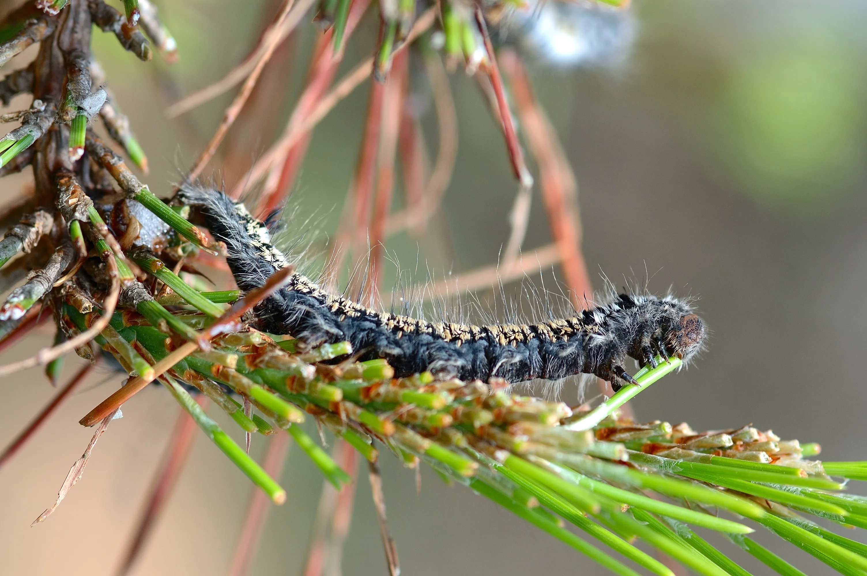 Dendrolimus Superans Pheromon Moth Pheromon - Buy Insect Pheromon ...