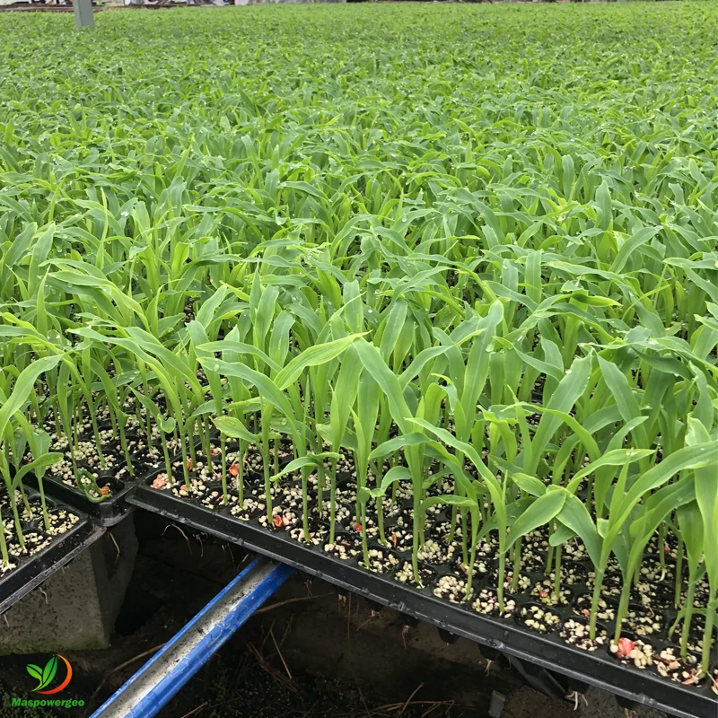 Hydroponic 1020 Flat Paddy Microgreens Seeding Tray 60x30