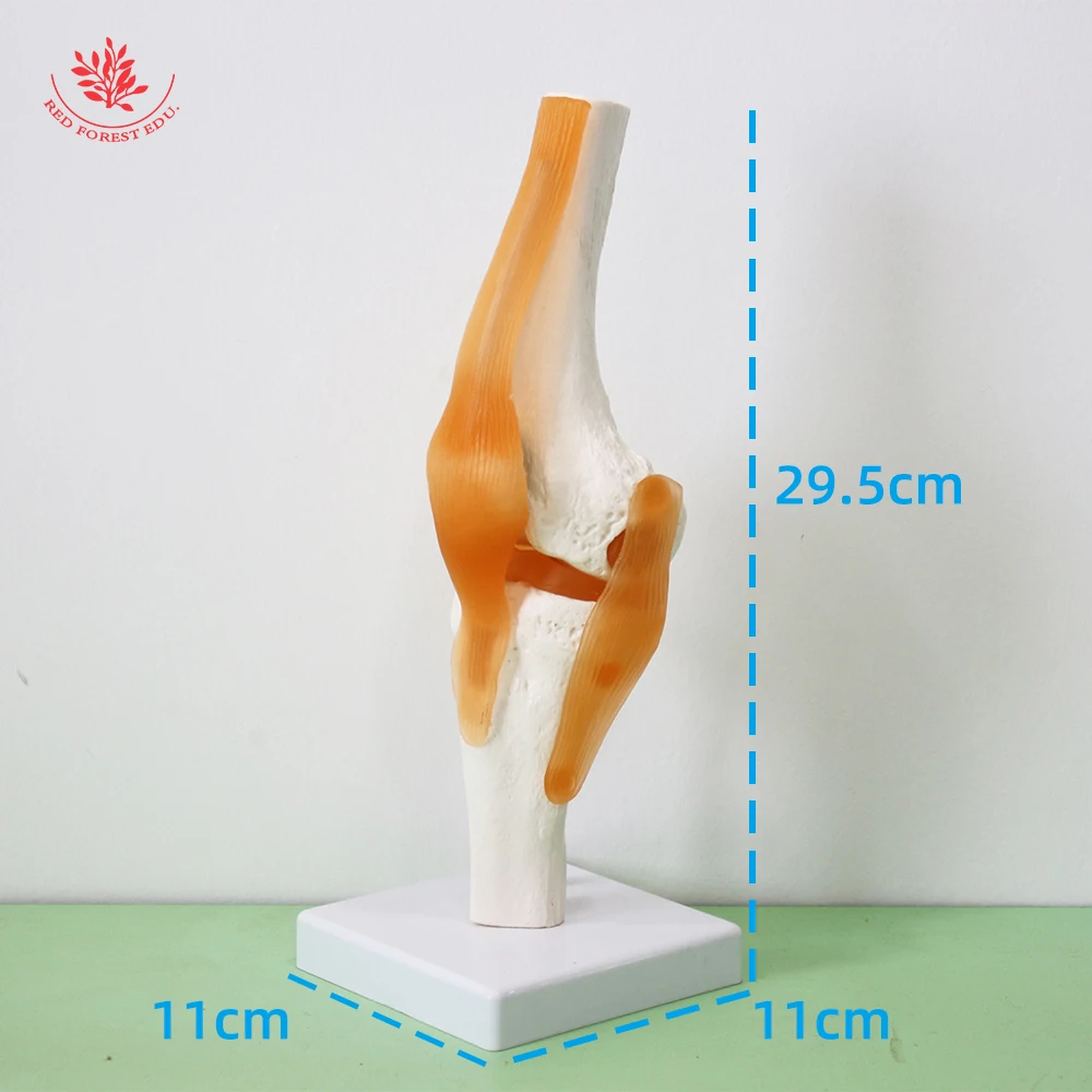 Human Joint Model PVC Medical Education Life-size Six Pieces Set ...