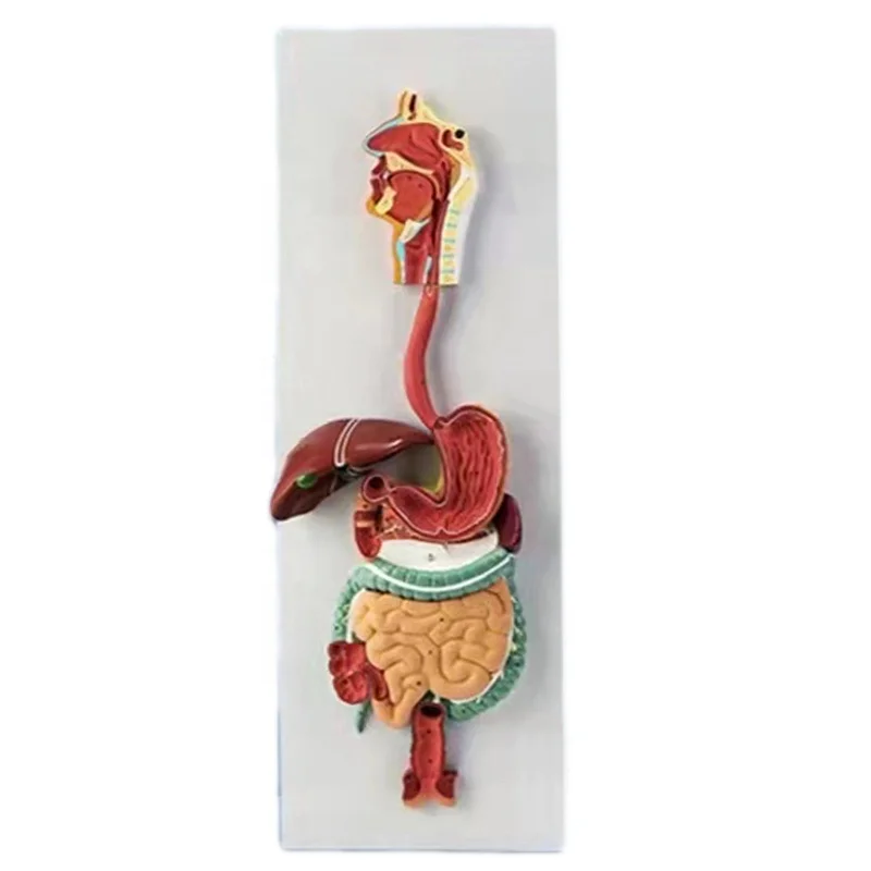 3D Human Digestive System Anatomical Model for Educational Use - Life ...