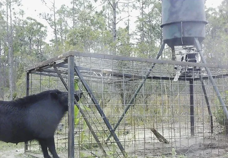 Wild Hog Traps - Efficient Catch Cages for Animal Control