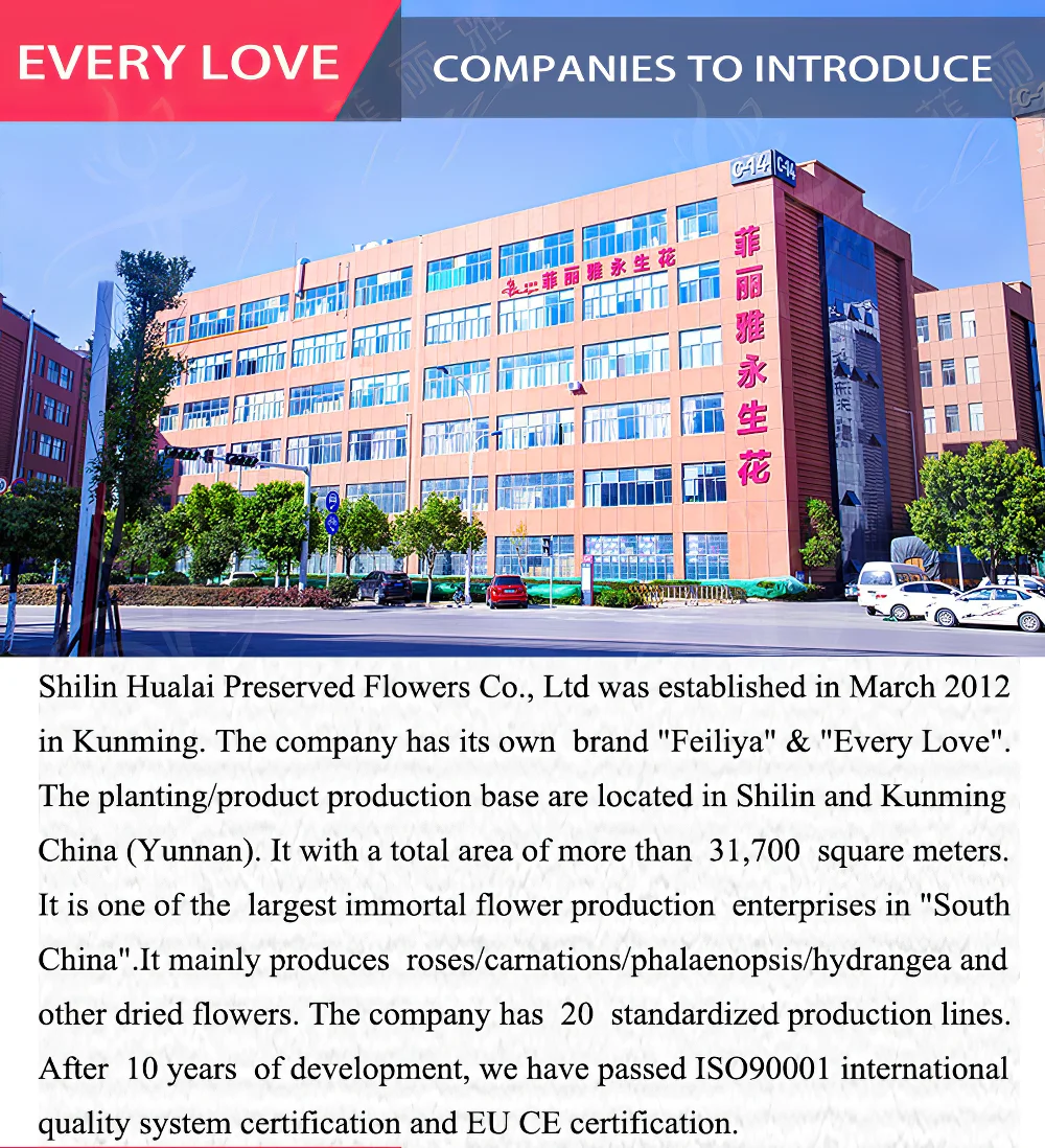 Wholesale A-grade Carnation Stocking Decorative Flowers Rose Preserved ...