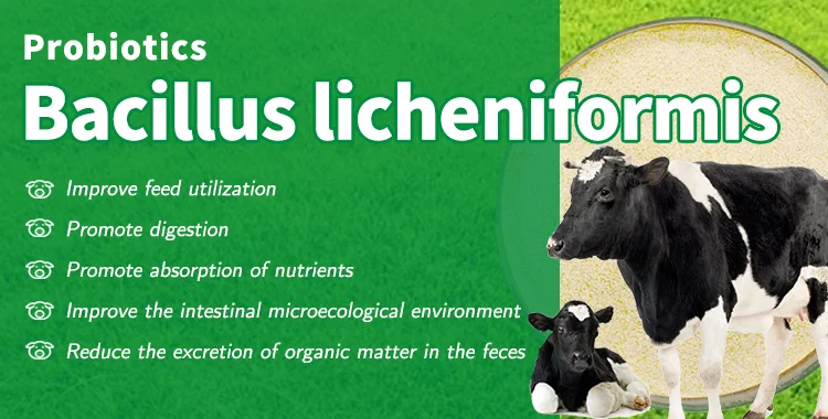 Probiotics Bacillus Subtilis Bacillus Licheniformis For Poultry Buy