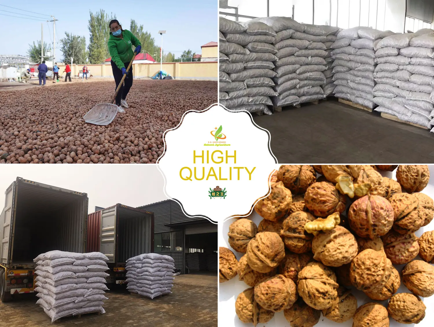 China 185 Type Walnut in Shell And Walnut Kernels Manufacturers Suppliers Factory - Wholesale Price