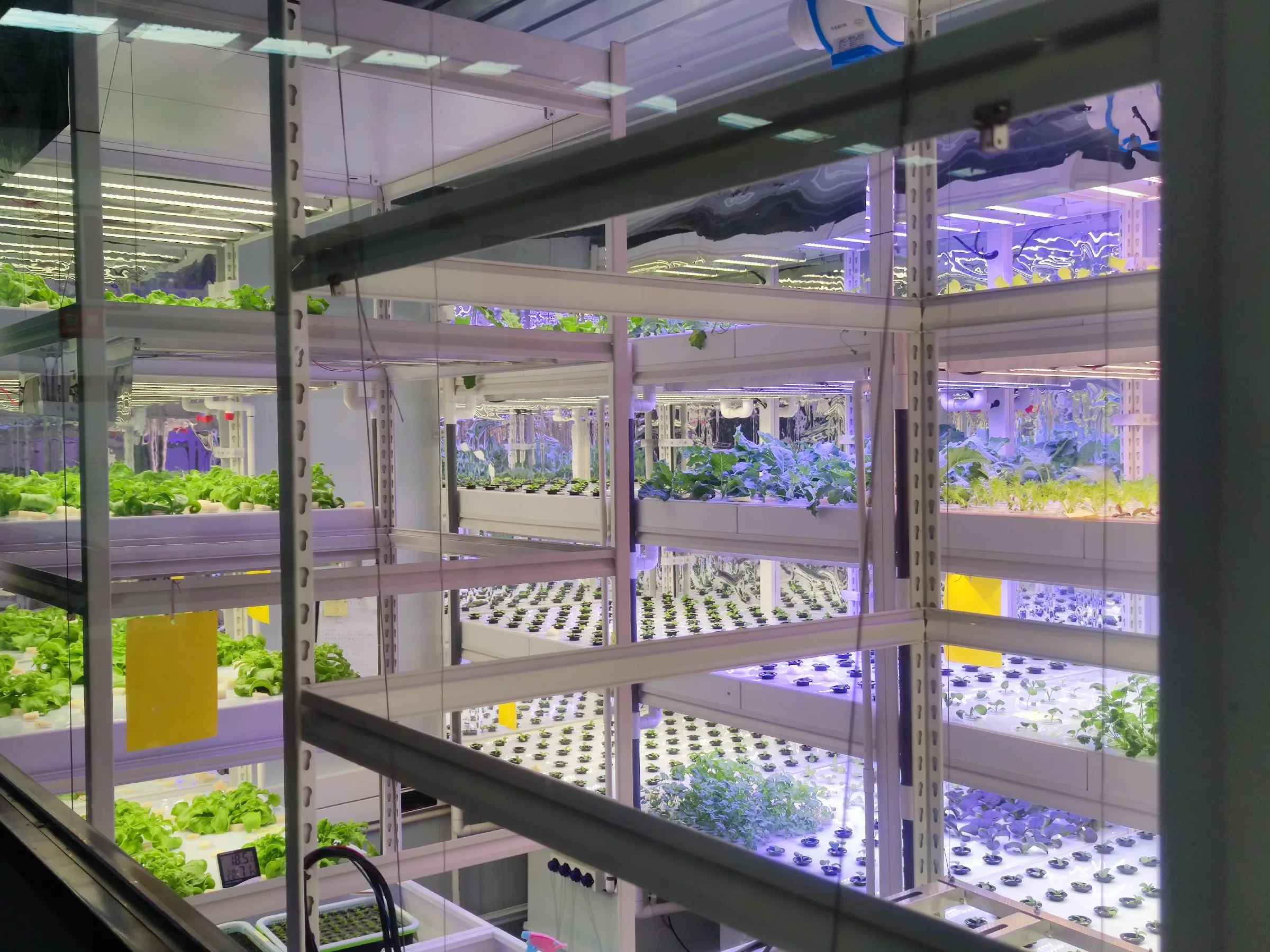 Vertical Farming Container - Hydroponic Strawberry Farm