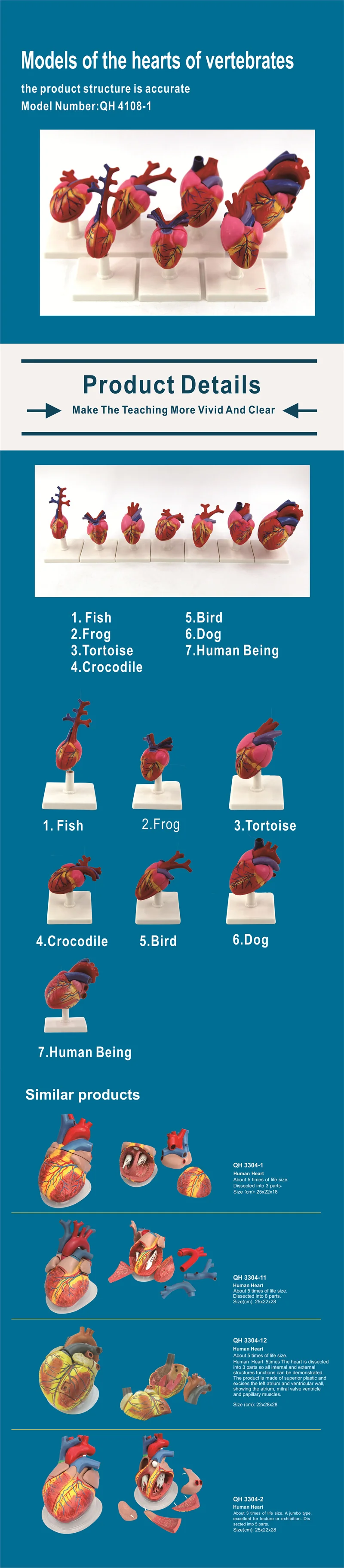 Anatomical Life Size Animal Hearts Model of 7 Vertebrates