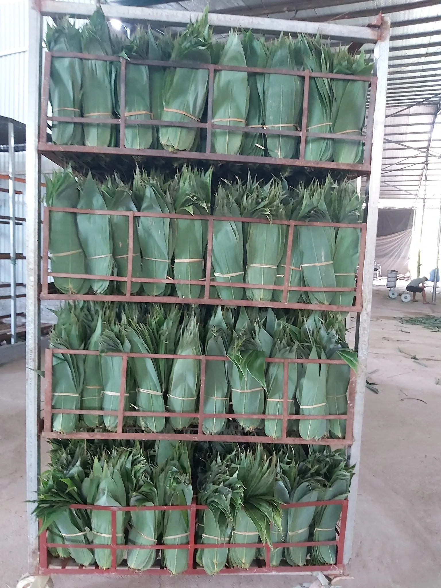 Dried Bamboo Leaves - Natural Green for Zongzi & Sushi