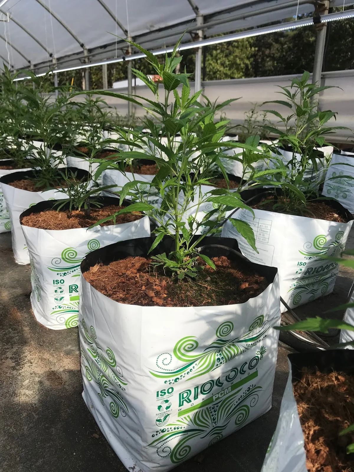 1 Gallon 2 Gallon 5 Gallons Coconut Peat Pith Coco Coir Open Top Coir ...