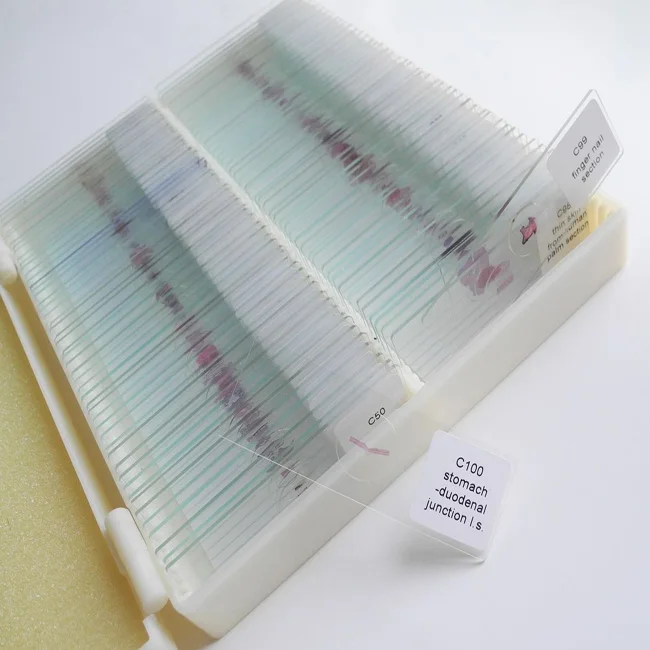 Fixed 100pcs Prepared Human Tissue Anatomy Microscope Slides For ...